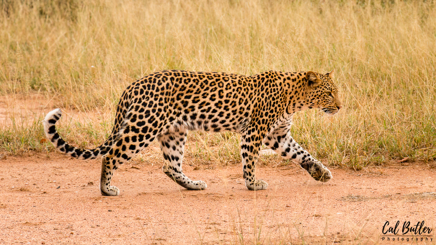 Nandzana Leopard – Wild Adventures Blog