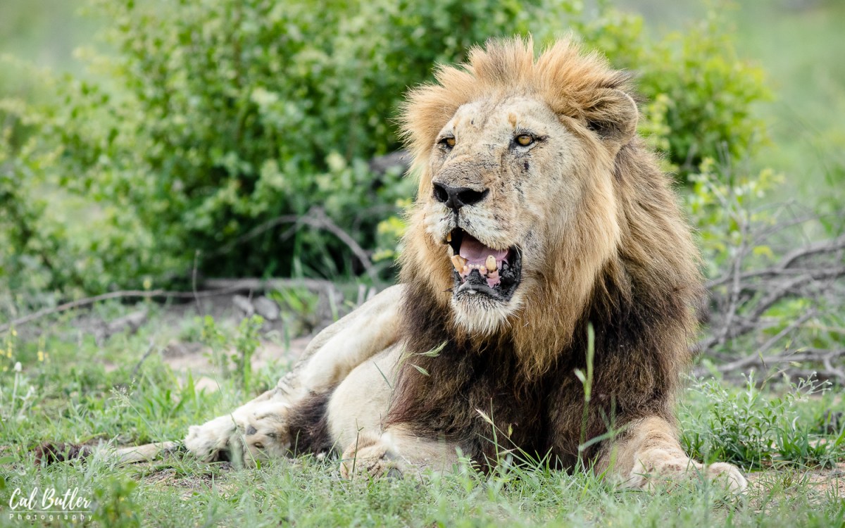 Reign of the Matimba’s – Wild Adventures Blog