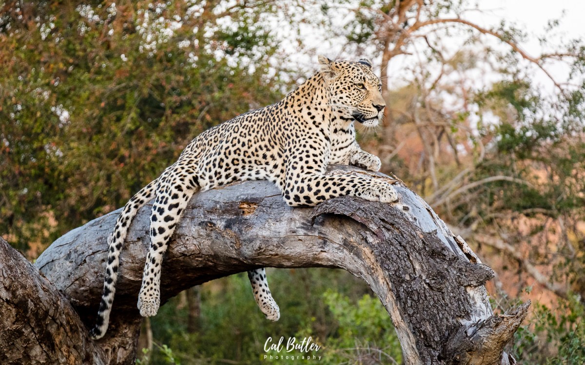 Spending time with leopards in trees – Wild Adventures Blog