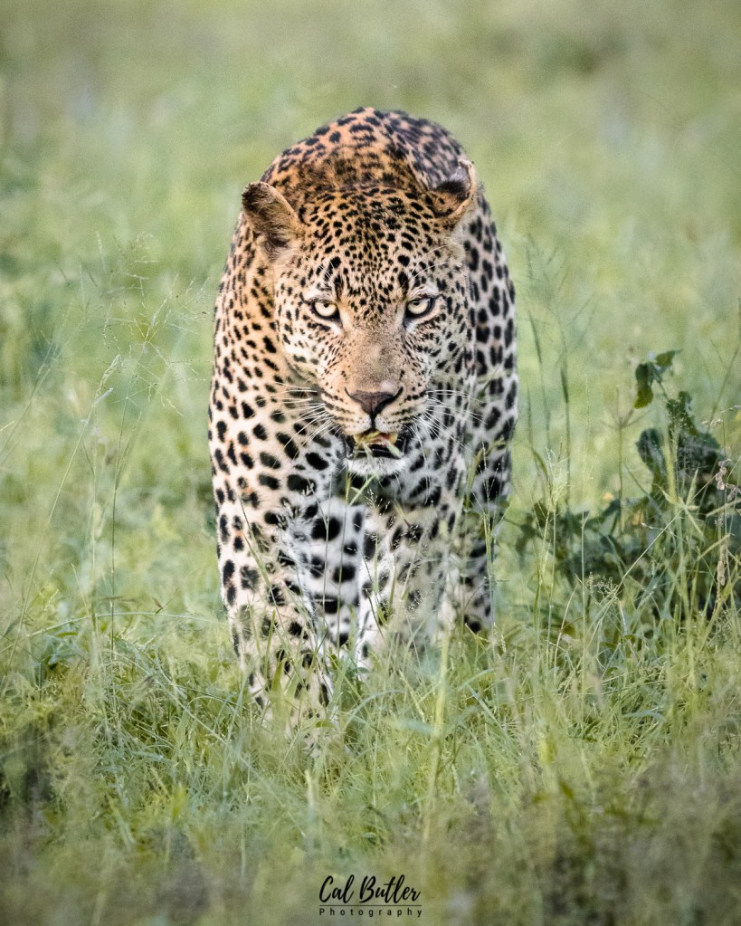 A leopard named Ravenscourt – Wild Adventures Blog