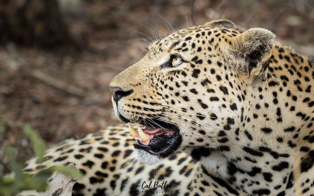 How to identify a leopard by its spots – Wild Adventures Blog