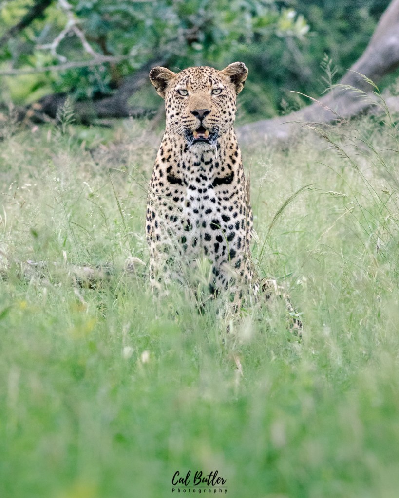 A leopard named Ravenscourt – Wild Adventures Blog