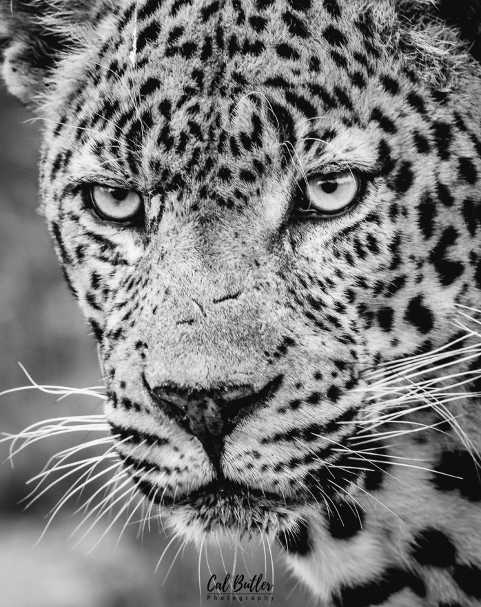 How to identify a leopard by its spots – Wild Adventures Blog