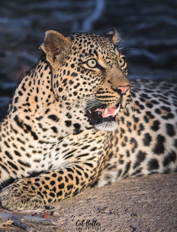 How to identify a leopard by its spots – Wild Adventures Blog