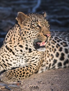 How to identify a leopard by its spots – Wild Adventures Blog