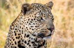 How to identify a leopard by its spots – Wild Adventures Blog
