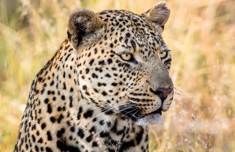 How to identify a leopard by its spots – Wild Adventures Blog