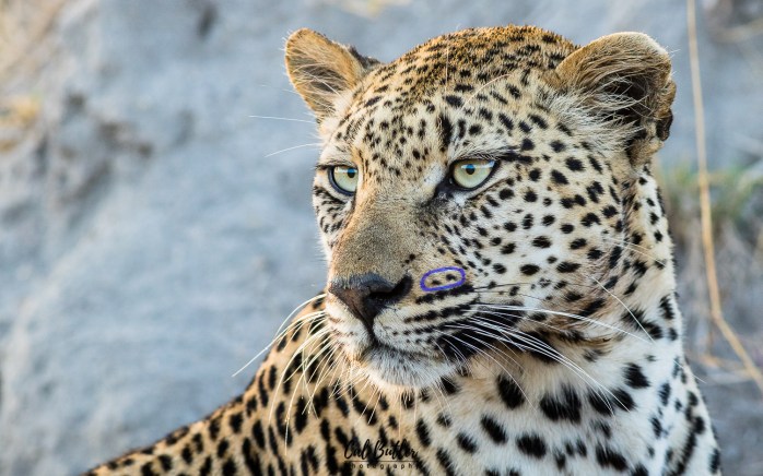 How to identify a leopard by its spots – Wild Adventures Blog