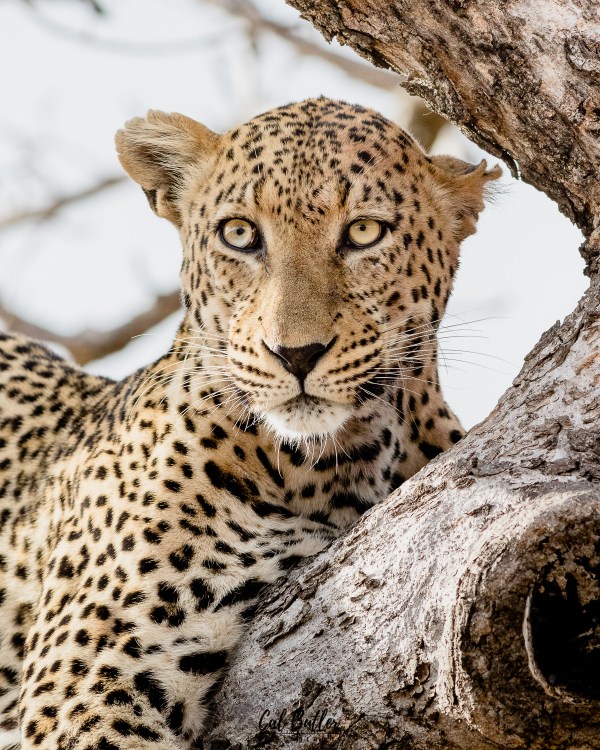 How to identify a leopard by its spots – Wild Adventures Blog