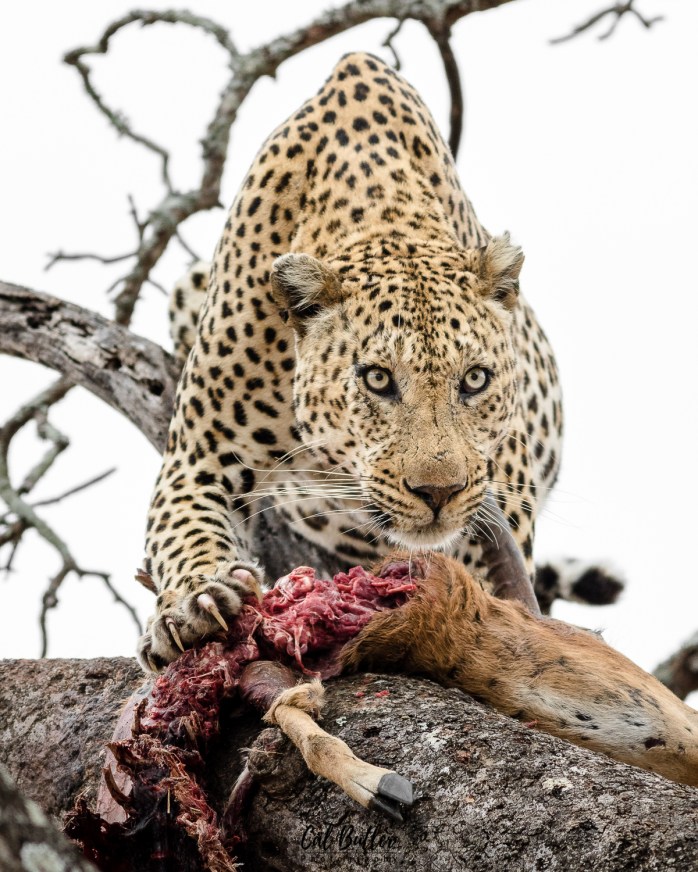 How to identify a leopard by its spots – Wild Adventures Blog