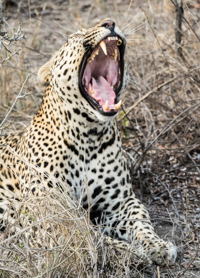 How to identify a leopard by its spots – Wild Adventures Blog