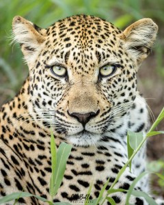 How to identify a leopard by its spots – Wild Adventures Blog