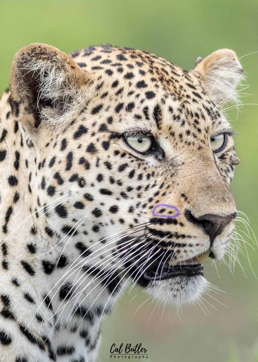 How to identify a leopard by its spots – Wild Adventures Blog