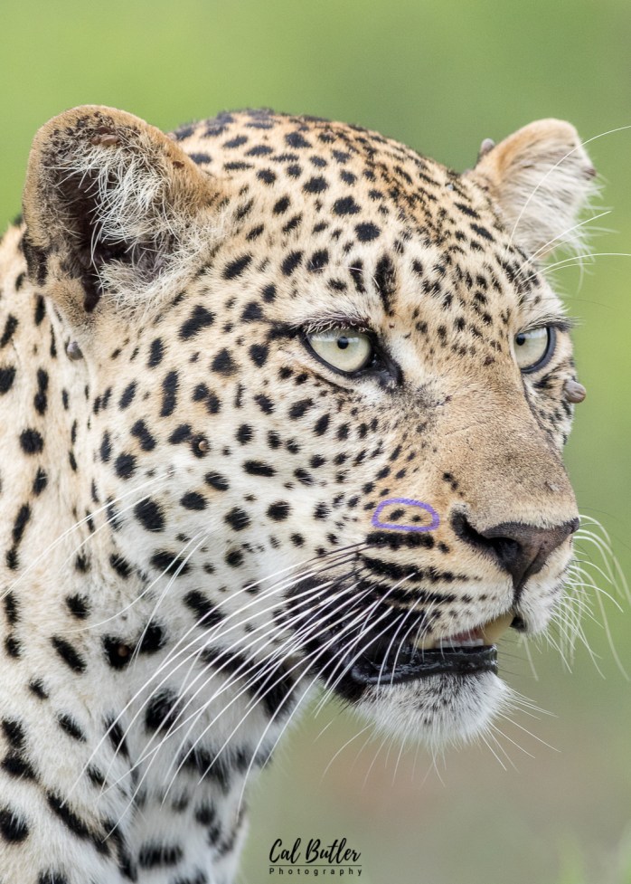 How to identify a leopard by its spots – Wild Adventures Blog