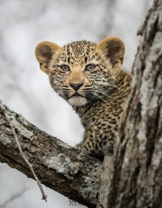 How to identify a leopard by its spots – Wild Adventures Blog