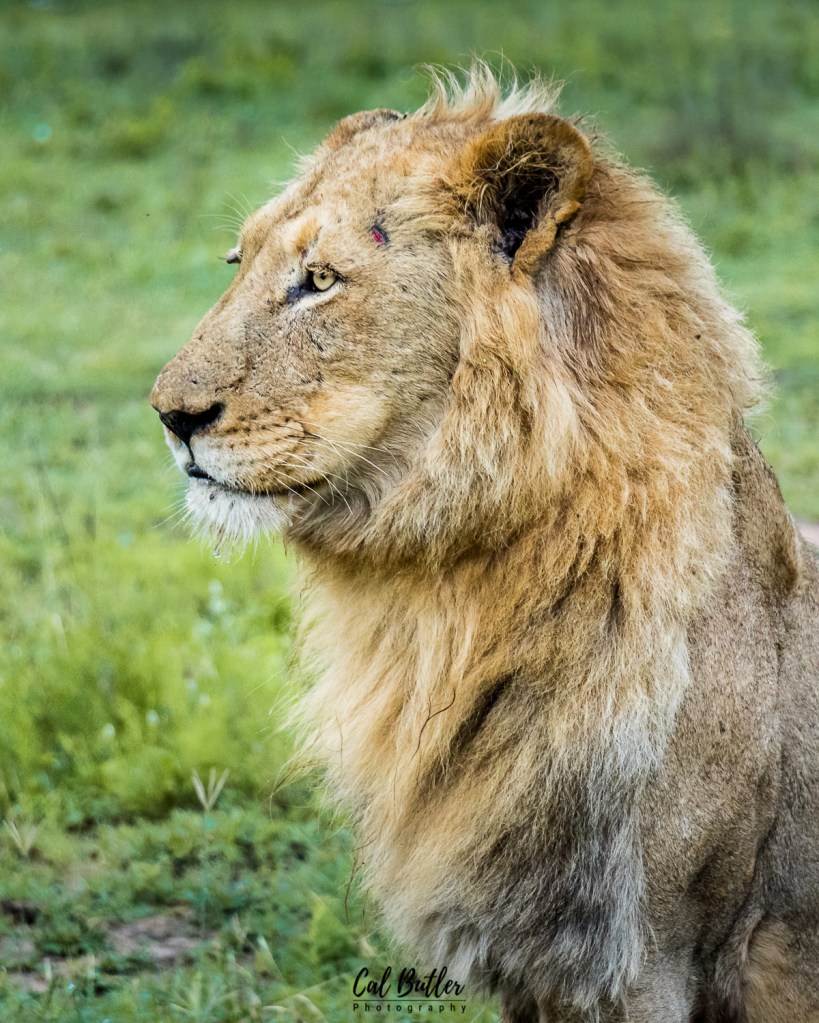 Tumbela male lions and their cubs – Wild Adventures Blog