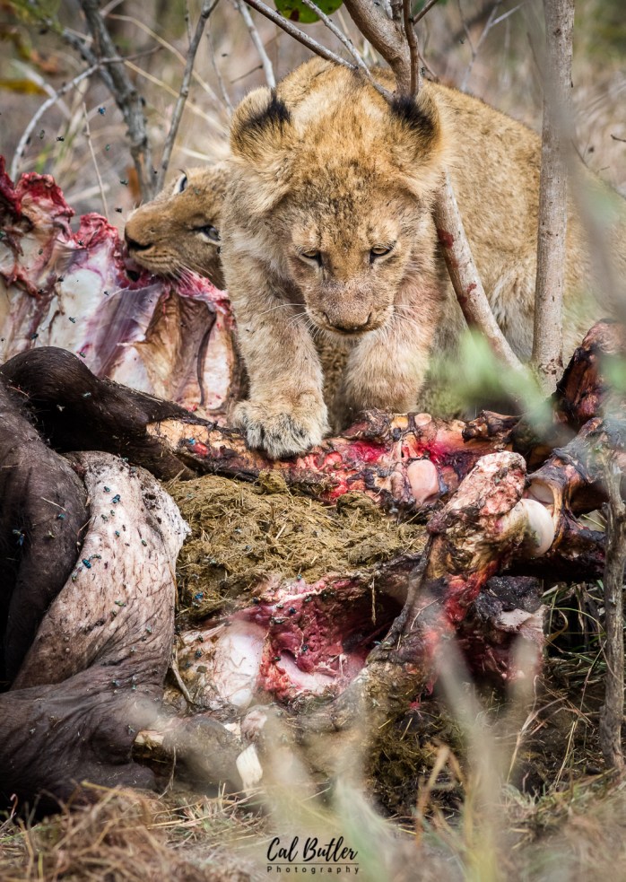 Mhangene lionesses show off their cubs again – Wild Adventures Blog