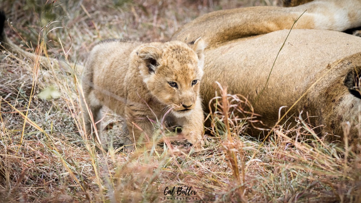 Mhangene lionesses show off their cubs again – Wild Adventures Blog